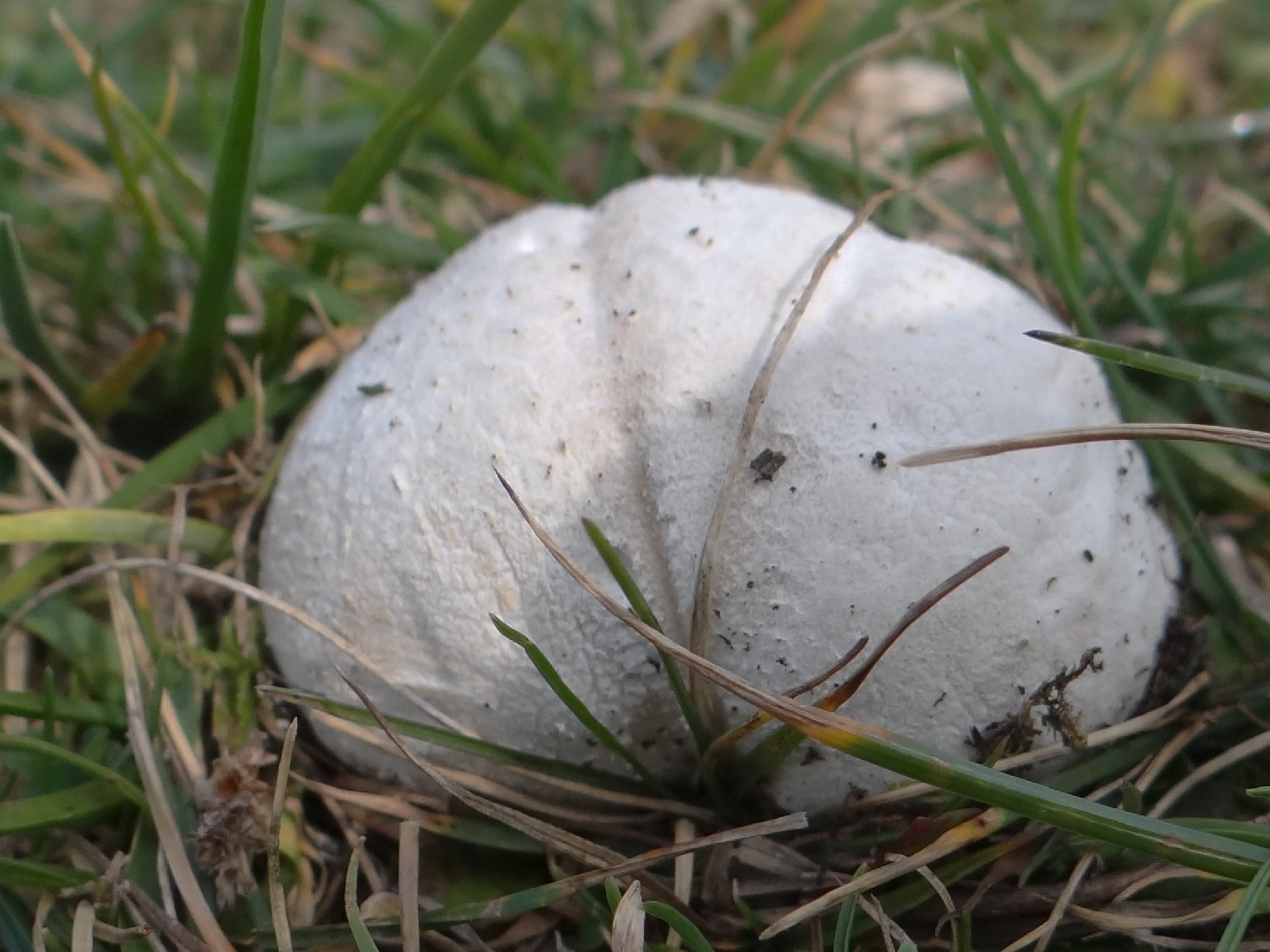 Calvatia candida (Calvatia candida) - Picture Mushroom