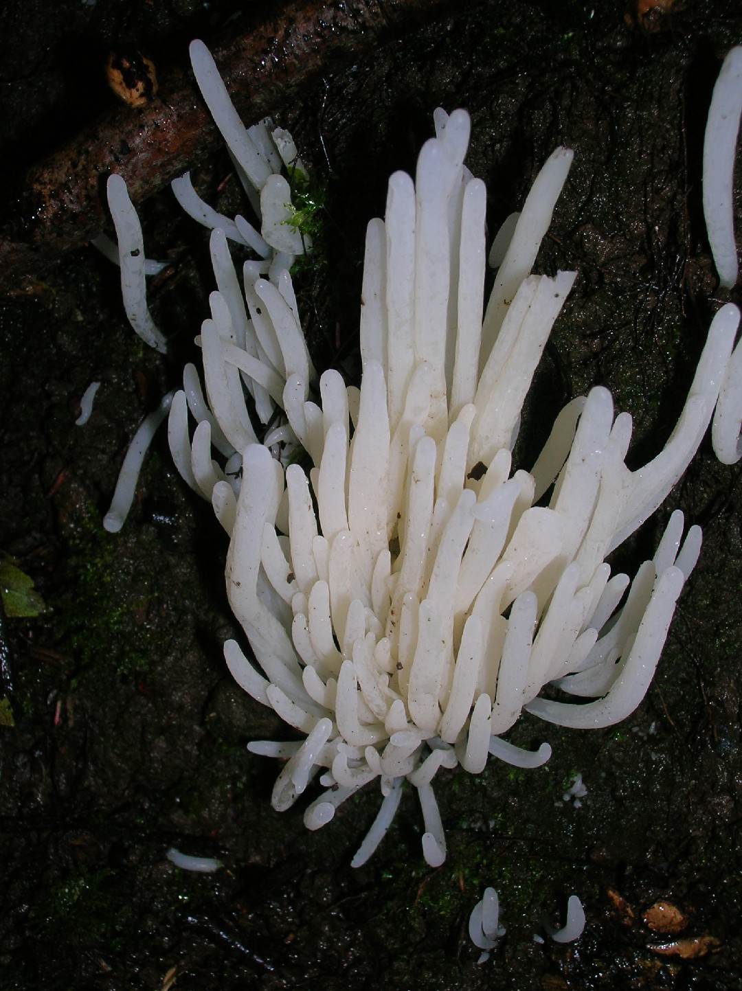 Wiesenkeule (Clavaria fragilis) - Picture Mushroom