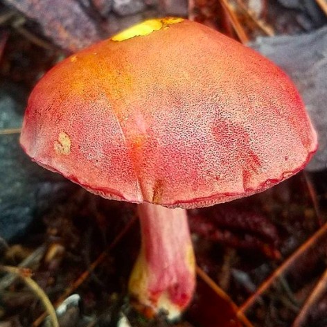 Chalciporus (Chalciporus) - Picture Mushroom