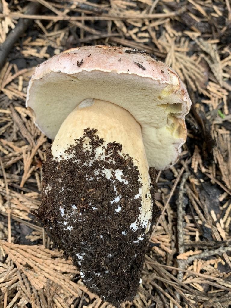 Bolete Rey de Primavera (Boletus rex-veris) - Picture Mushroom