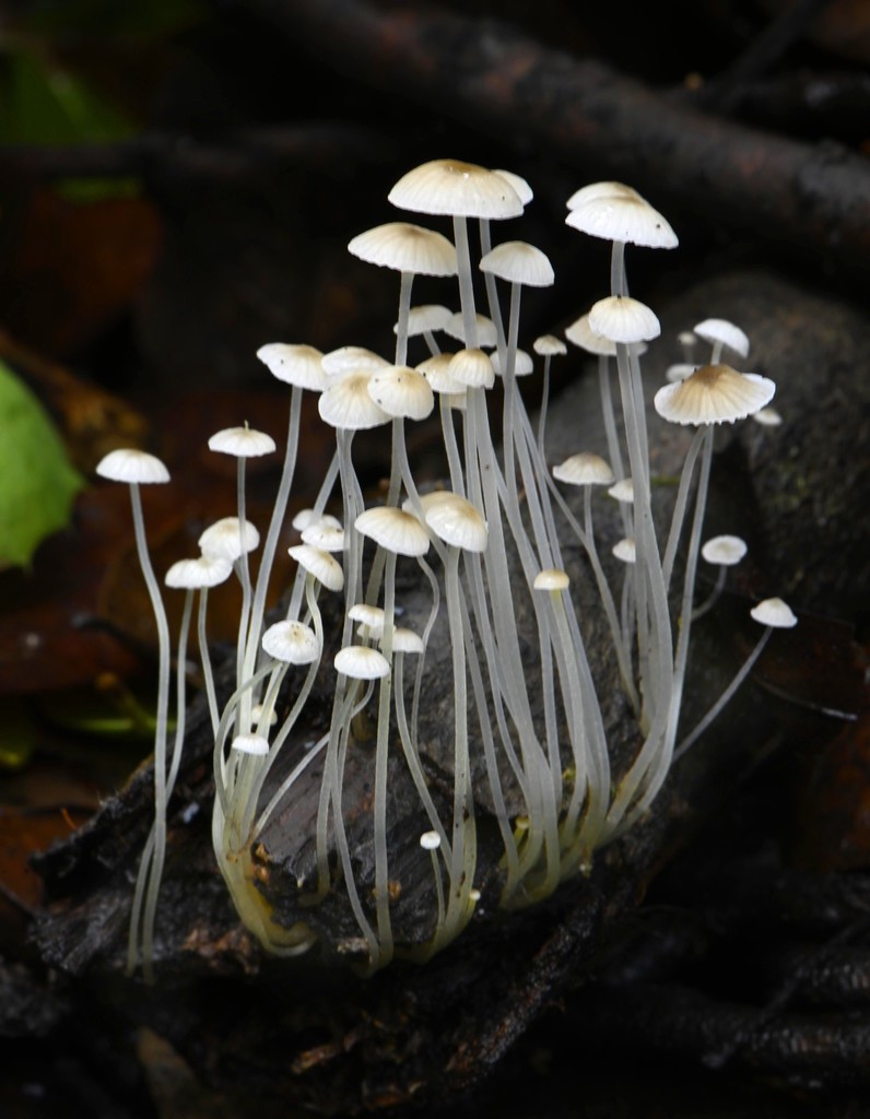Phloeomana (Phloeomana) - Picture Mushroom
