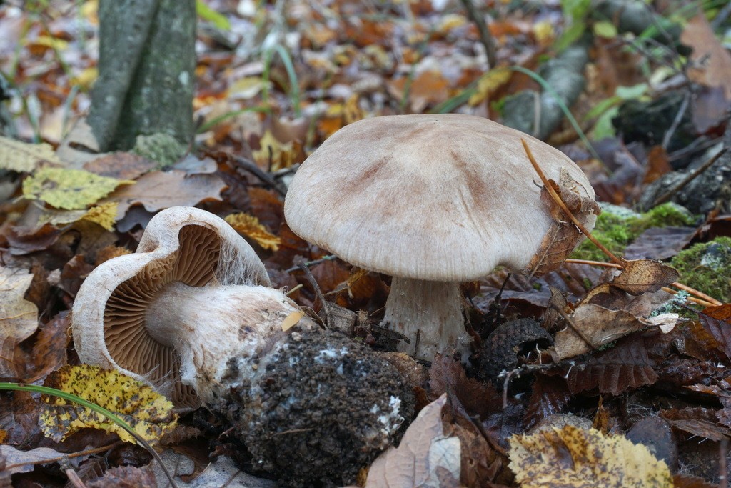 Cortinarius turgidus (Cortinarius turgidus) - Picture Mushroom