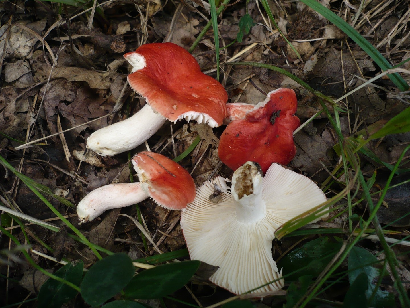 Russula persicina (Russula persicina) - Picture Mushroom