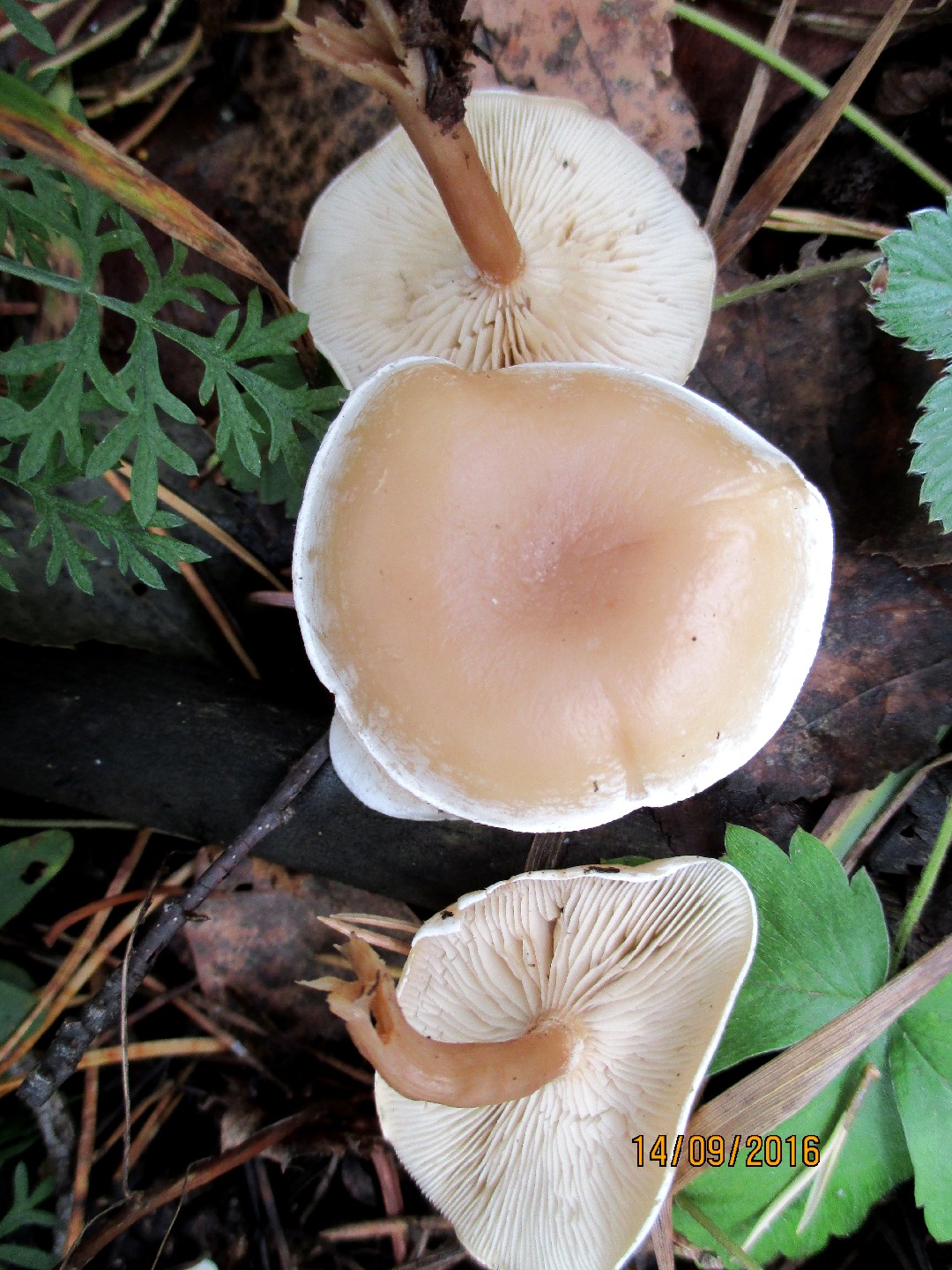 Clitocybe diatreta (Clitocybe diatreta) - Picture Mushroom