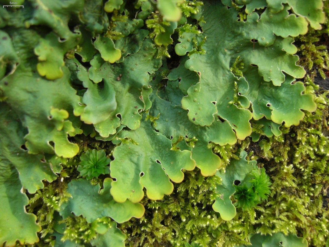 Lobaria (Lobaria) - Picture Mushroom