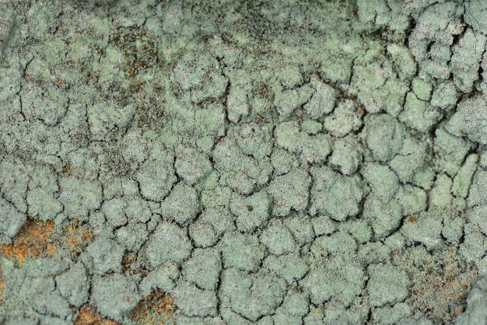 Chrysothrix xanthina (Chrysothrix xanthina) - Picture Mushroom