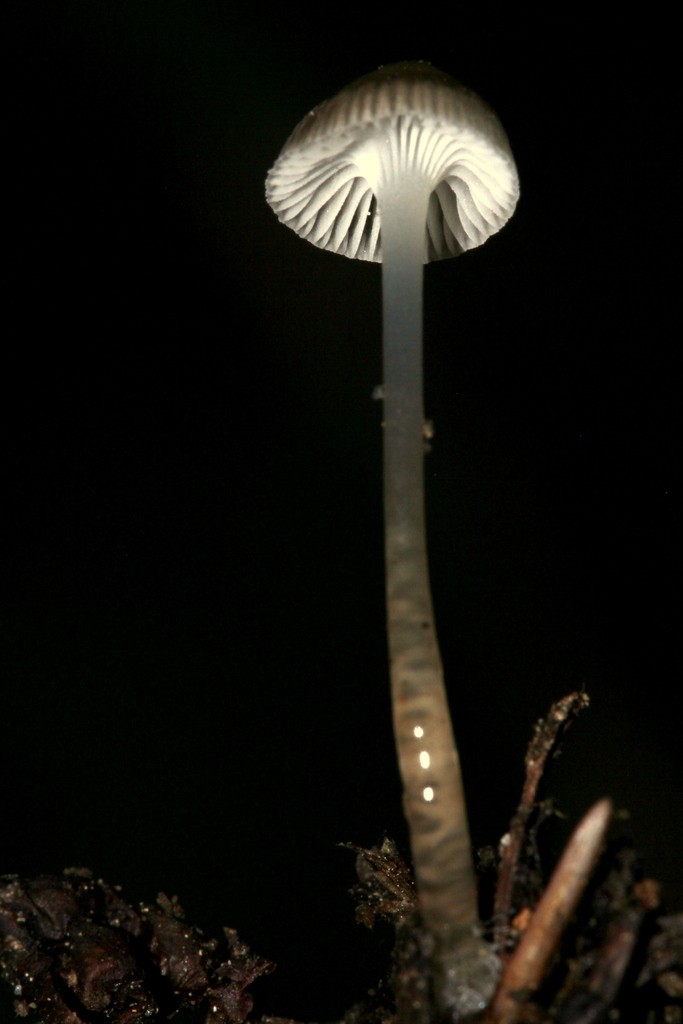 Mycena vulgaris (Mycena vulgaris) - Picture Mushroom