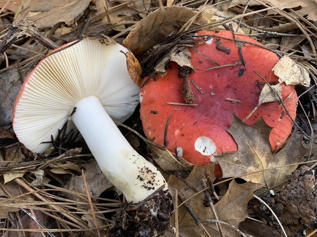 Russula cremoricolor (Russula cremoricolor) - Picture Mushroom