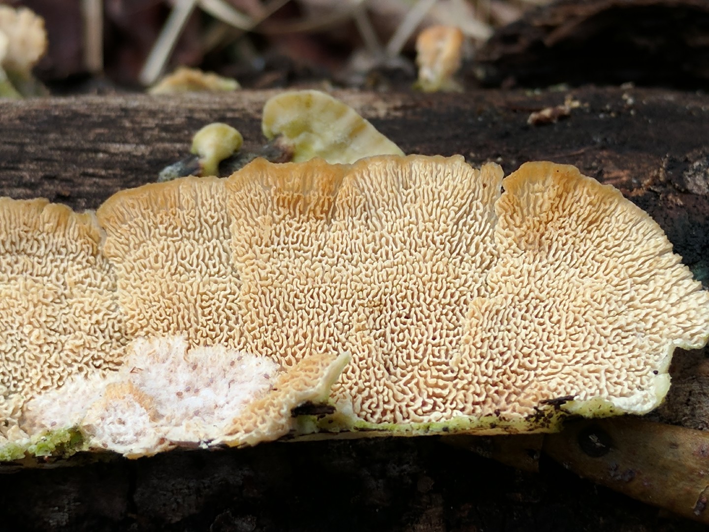 Trametes villosa (Trametes villosa) - Picture Mushroom
