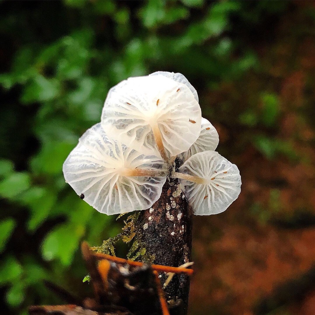 Marasmio blanco (Marasmiellus candidus) - Picture Mushroom