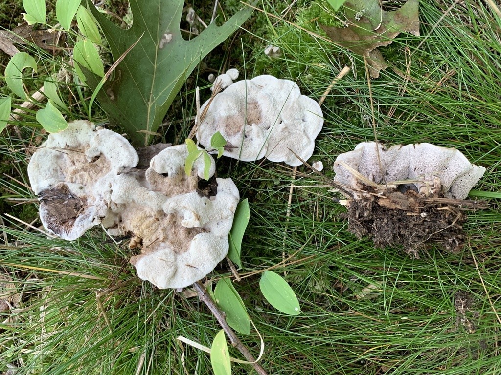 Phellodon confluens (Phellodon confluens) - Picture Mushroom