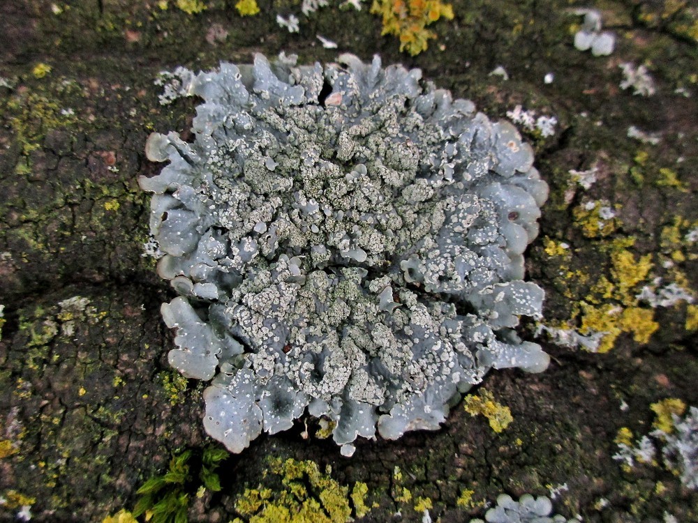 Punctelia subrudecta (Punctelia subrudecta) - Picture Mushroom