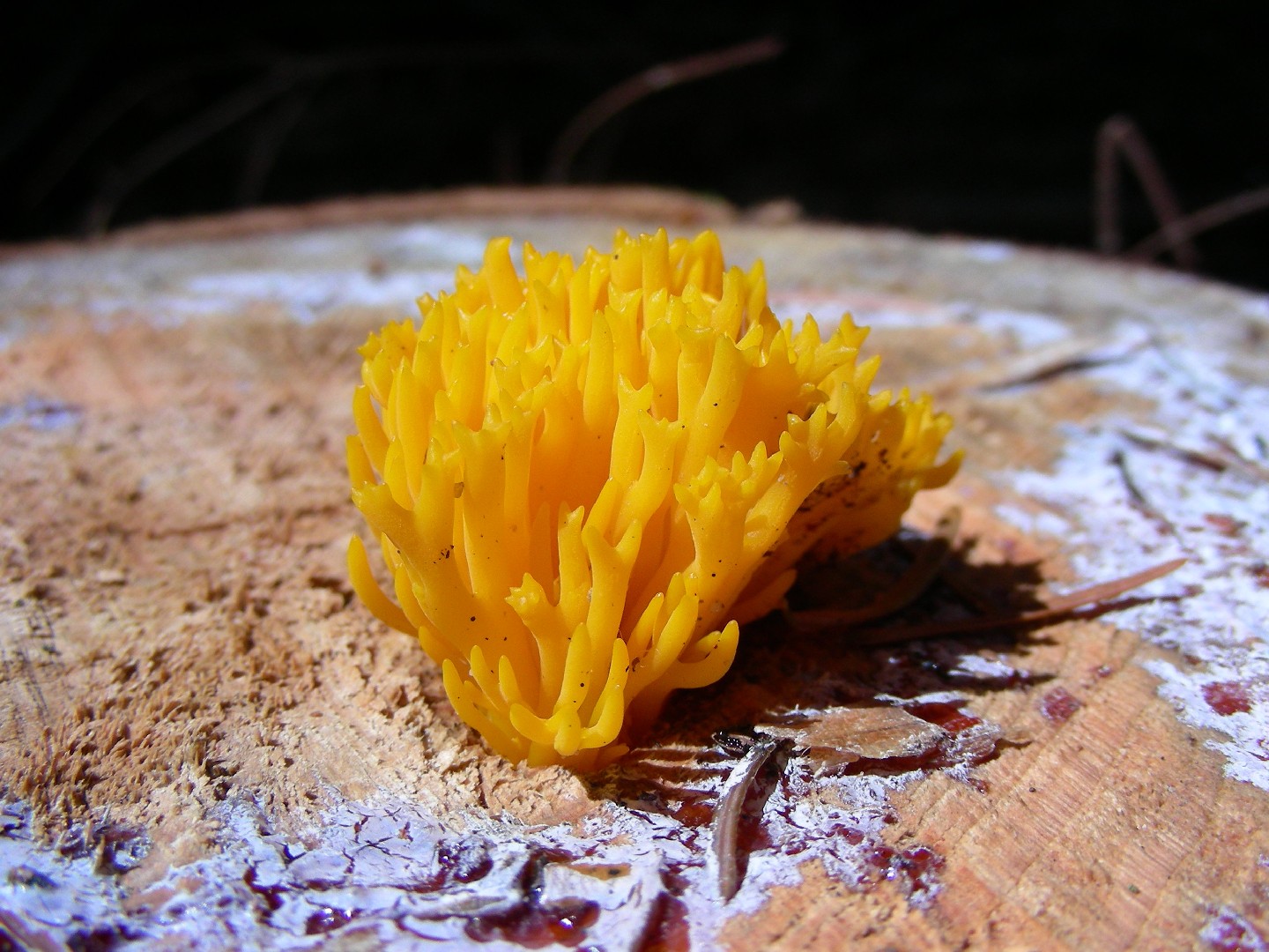 Calocera viscosa (Calocera viscosa) - Picture Mushroom