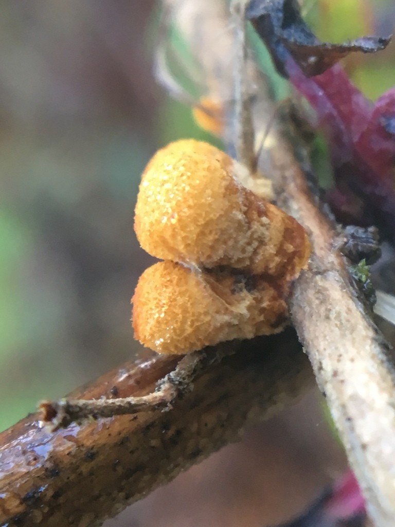 Crucibulum (Crucibulum) - Picture Mushroom