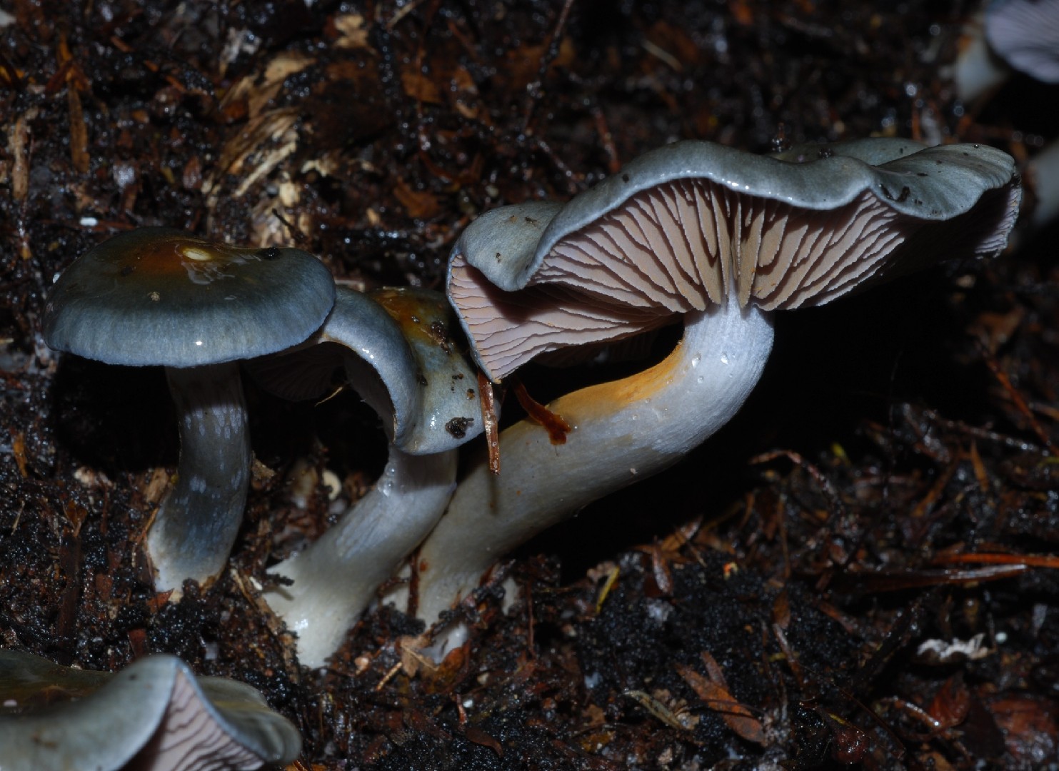 Elegant blue webcap (Cortinarius rotundisporus) - Picture Mushroom