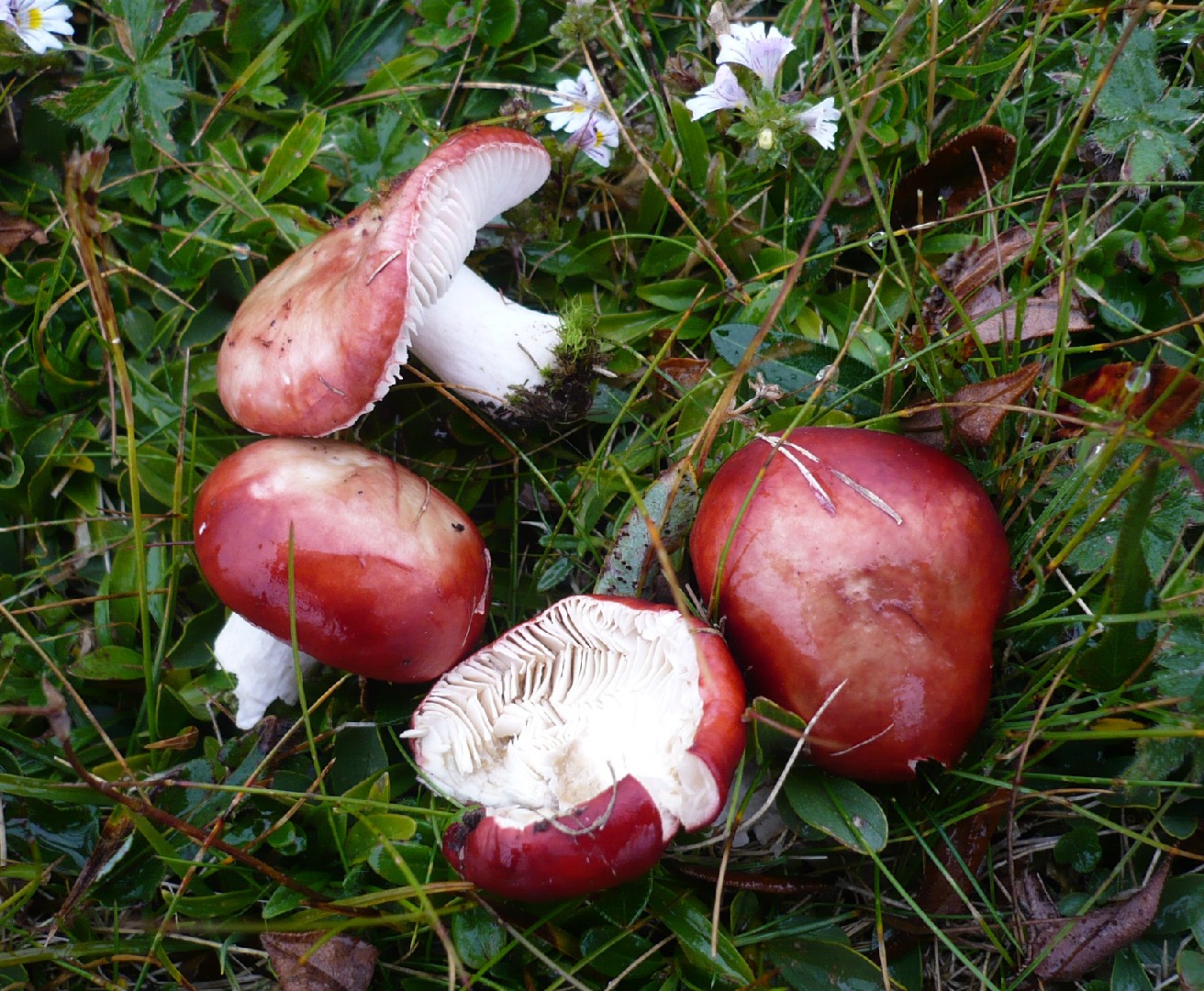 Russula nana (Russula nana) - Picture Mushroom