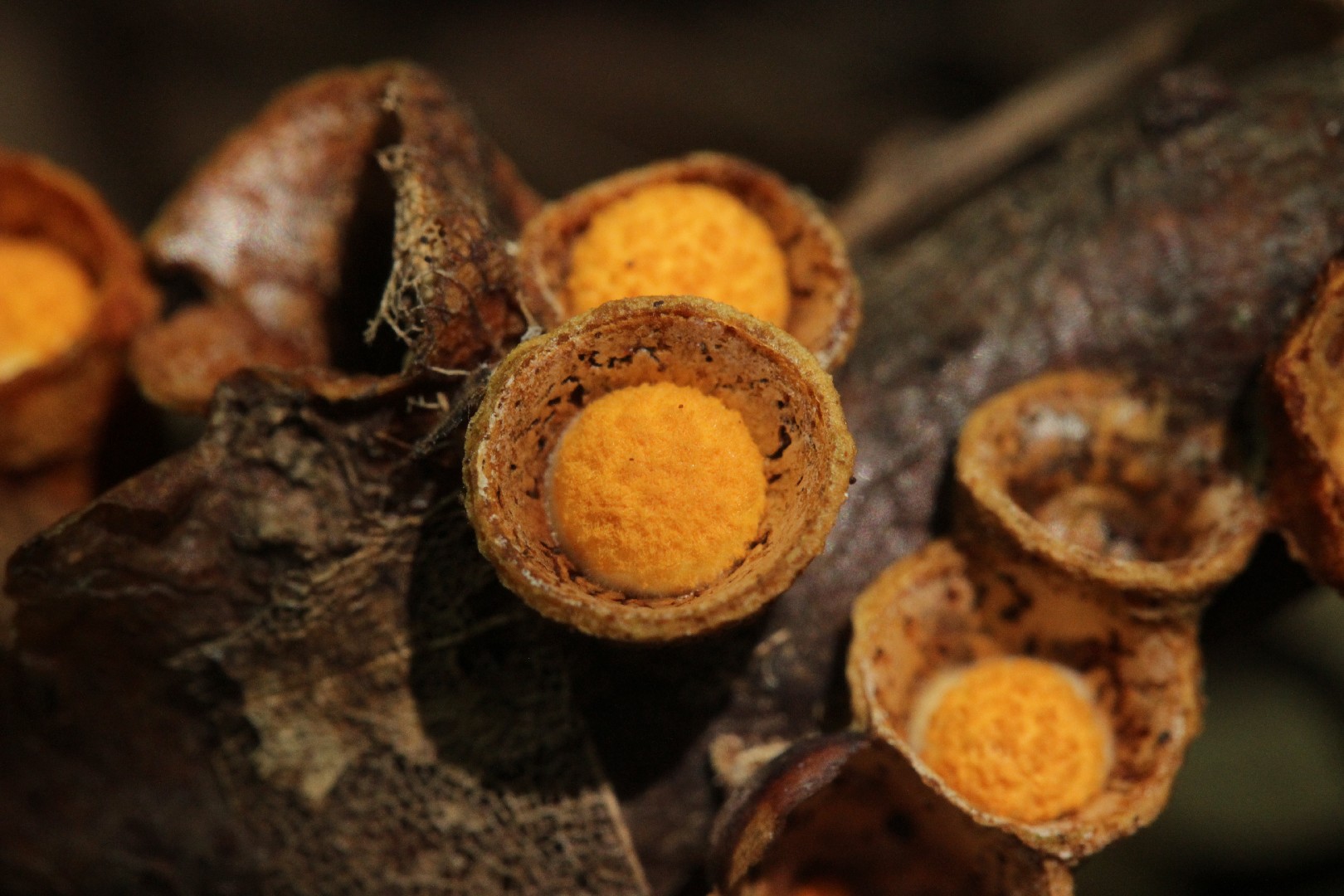 Crucibulum (Crucibulum) - Picture Mushroom