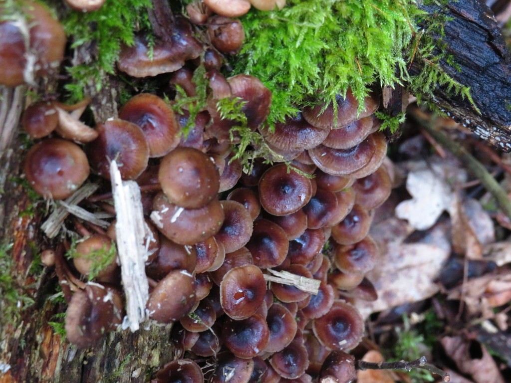 Mycena tintinnabulum (Mycena tintinnabulum) - Picture Mushroom