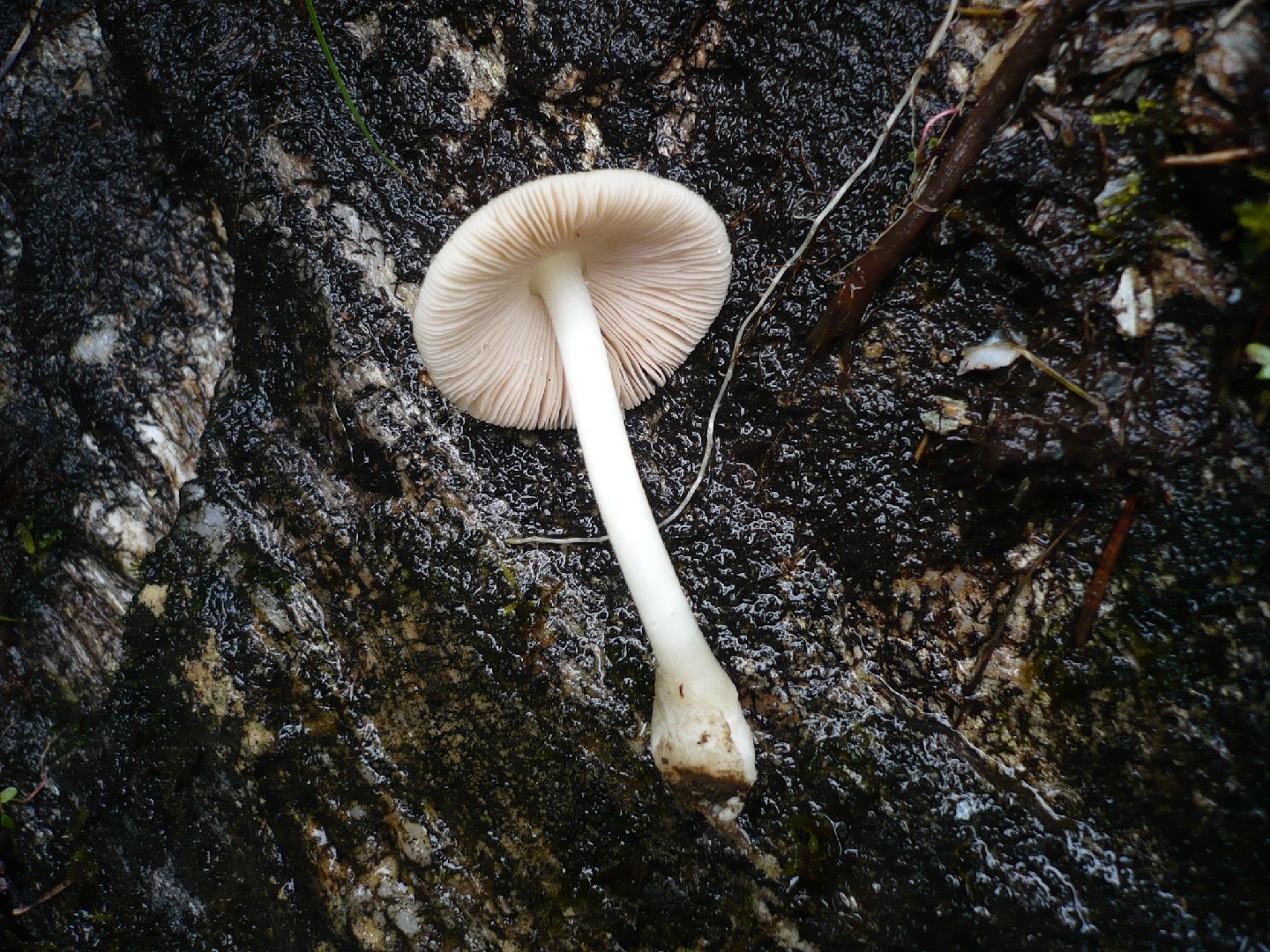 Volvariella murinella (Volvariella murinella) - Picture Mushroom