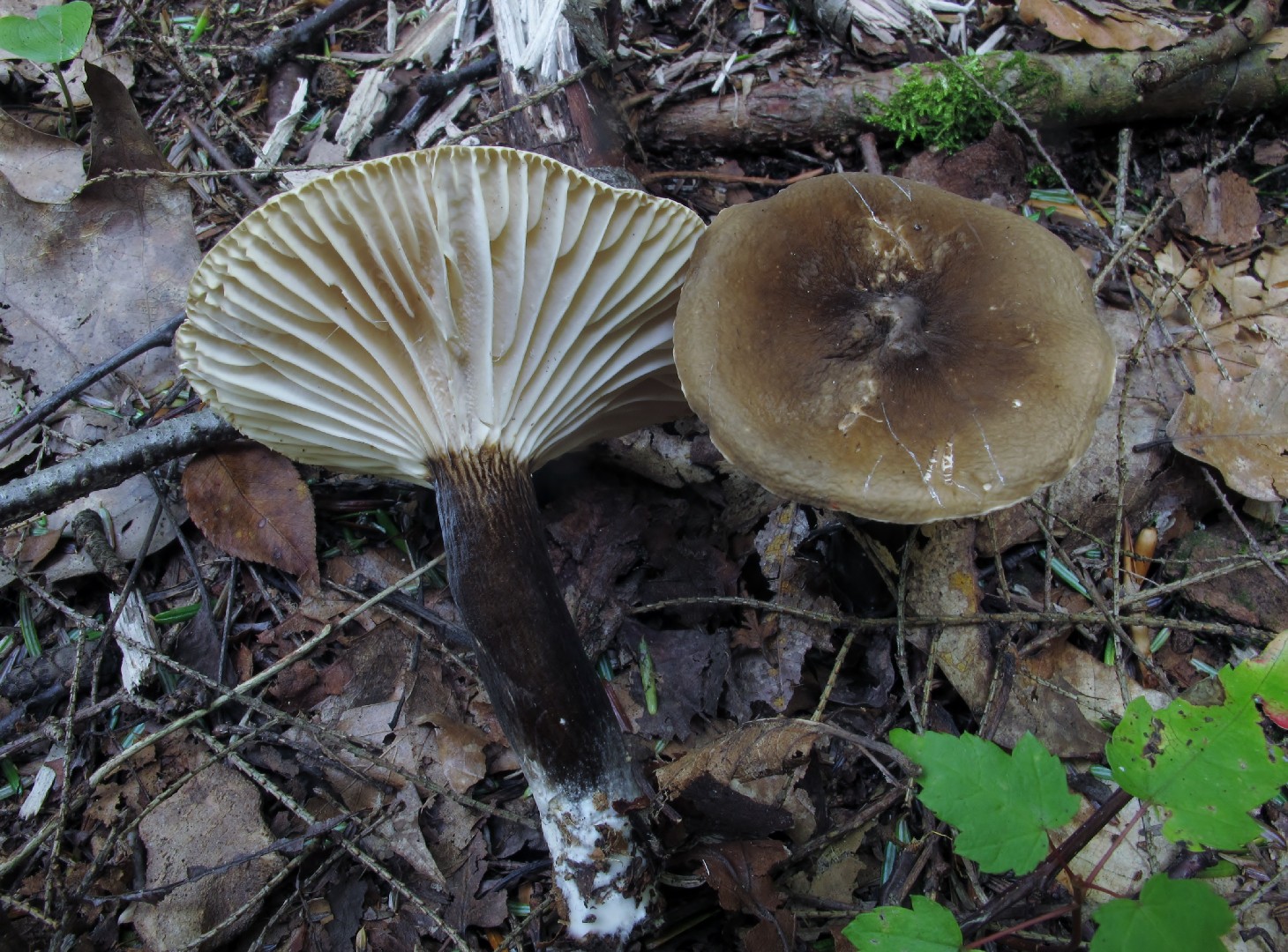 Lactarius gerardii (Lactarius gerardii) - Picture Mushroom