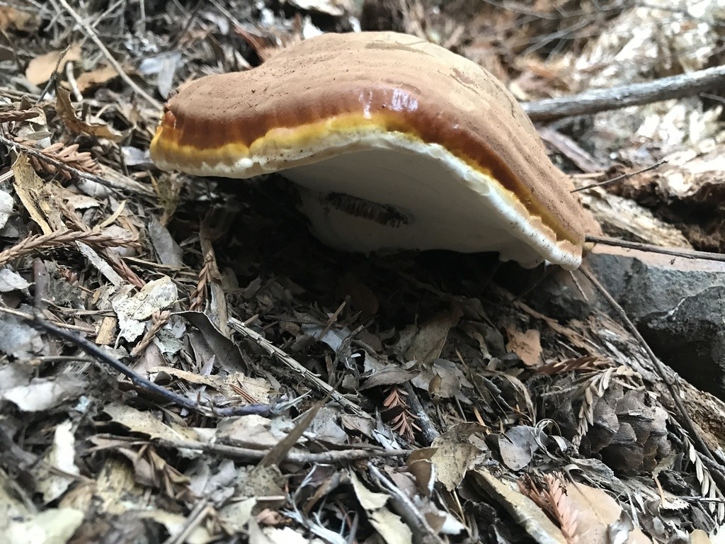 Ganoderma polychromum (Ganoderma polychromum) - Picture Mushroom