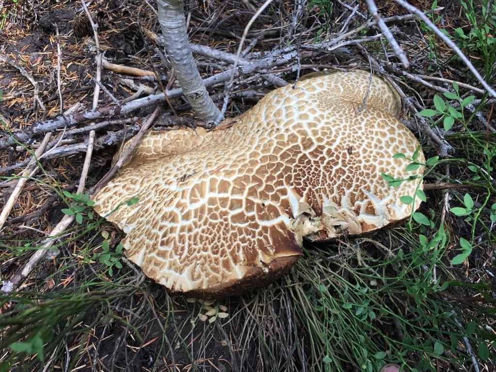 Caloboletus (Caloboletus) - Picture Mushroom