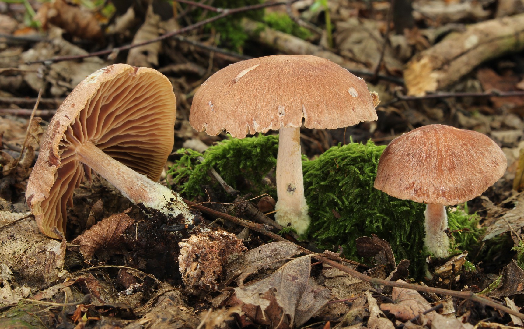 Gymnopus (Gymnopus) - Picture Mushroom
