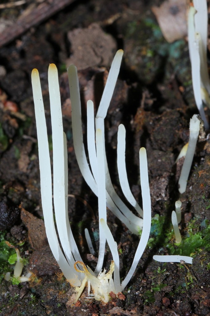 Clavaria acuta (Clavaria acuta) - Picture Mushroom